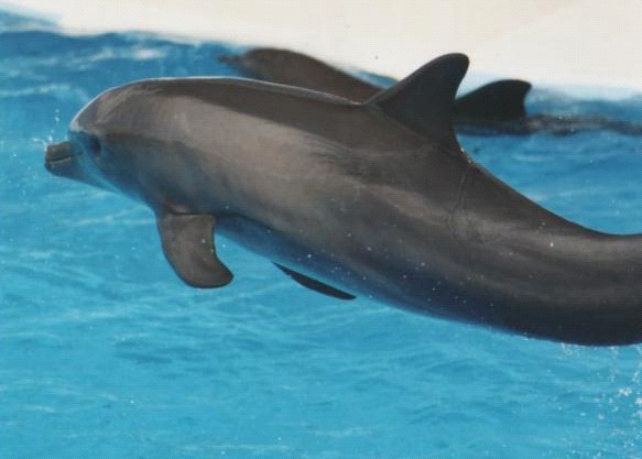 Peter Lee Dolphein: Poesia